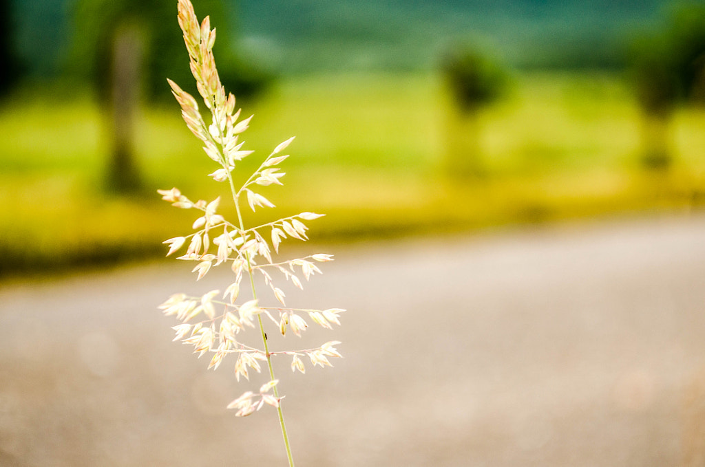 The Overlooked by Riyasat Azim / 500px