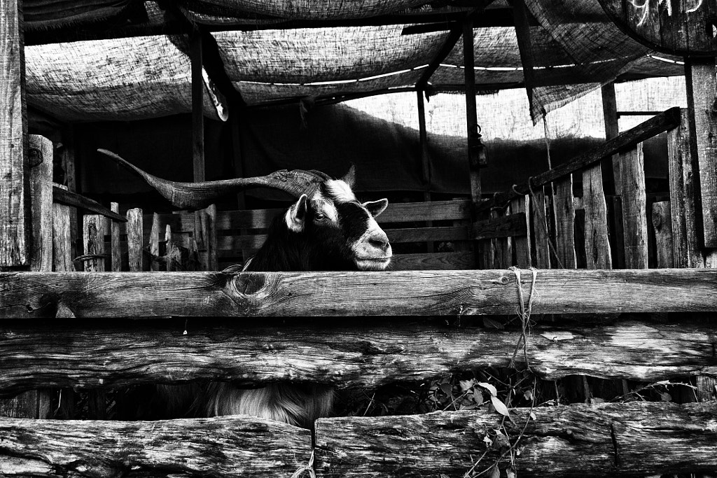 Goat by Gregory Caldeira / 500px