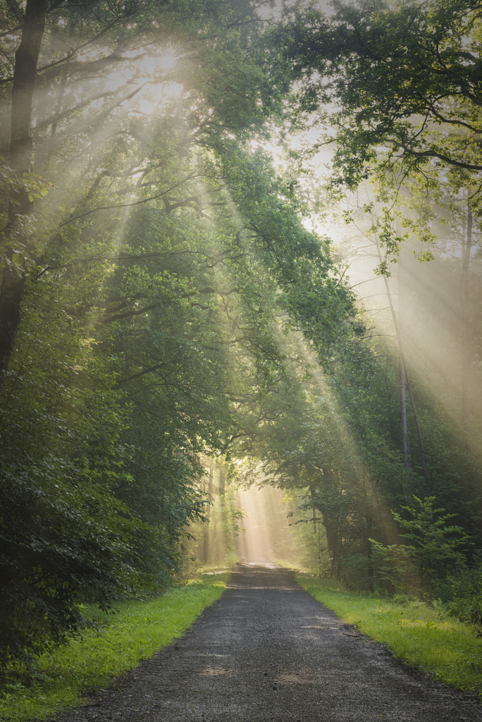 Light shower by Jose Gieskes / 500px
