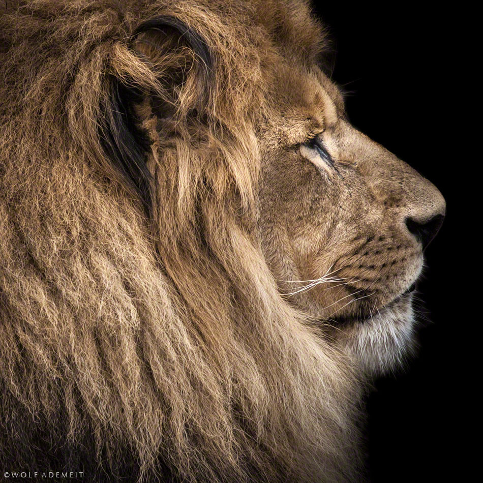 lion portrait by Wolf Ademeit / 500px