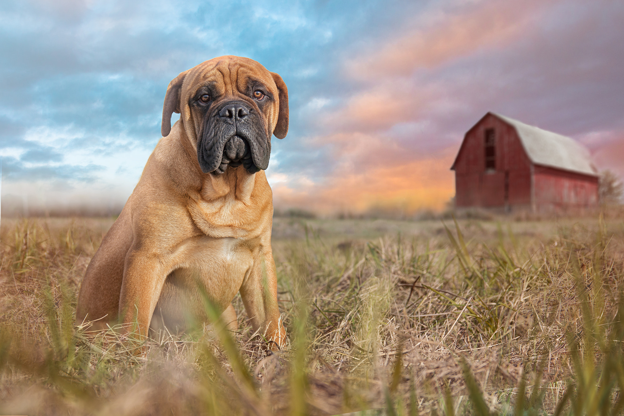 Bullmastiff "Bocha" by Manivela Suelta / 500px