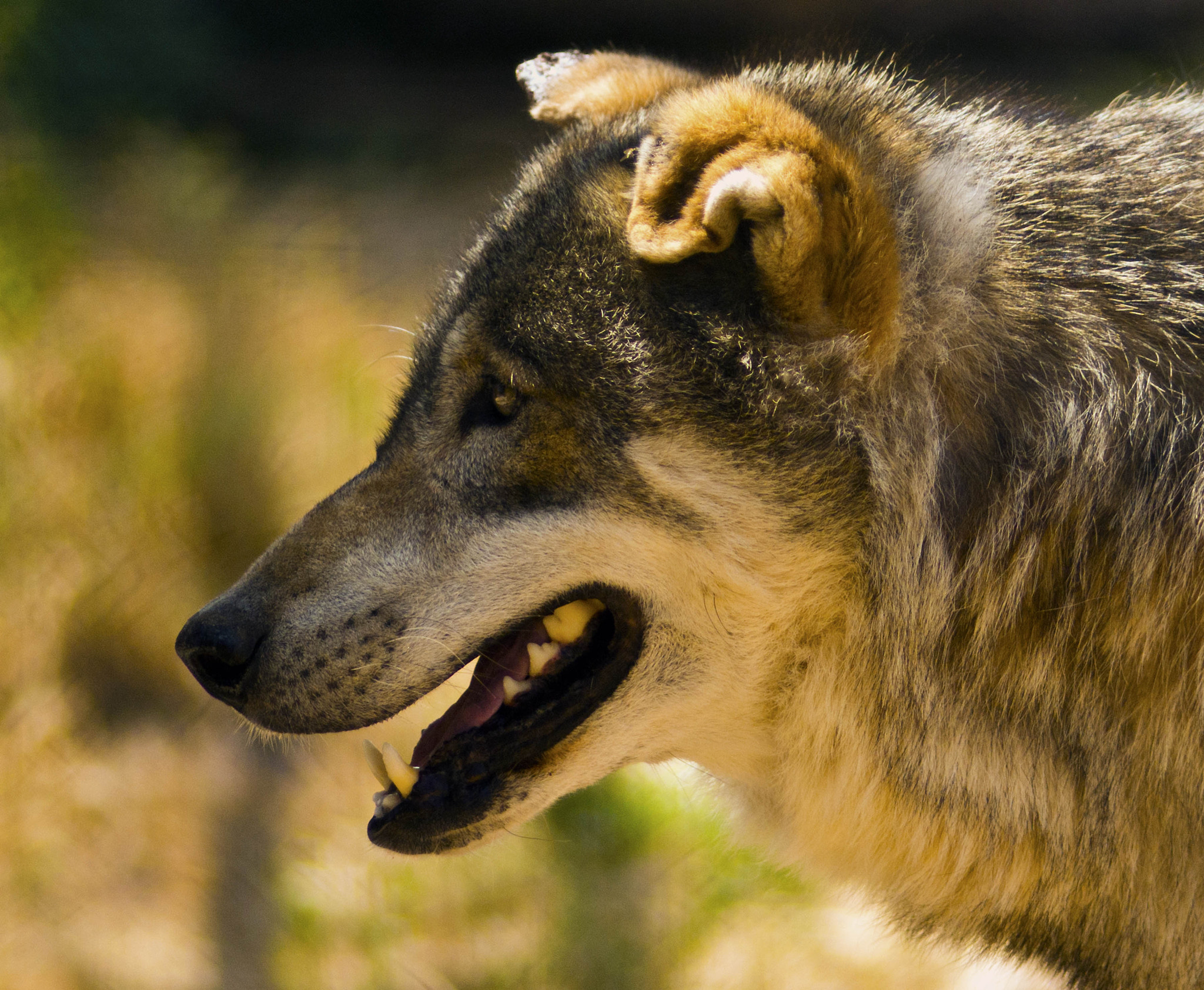 Wolf Profile by Peter Comninellis | 500px