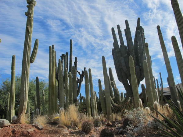 A Cacti Plantation In Arizona by Michaline "Adela" Bak | 500px