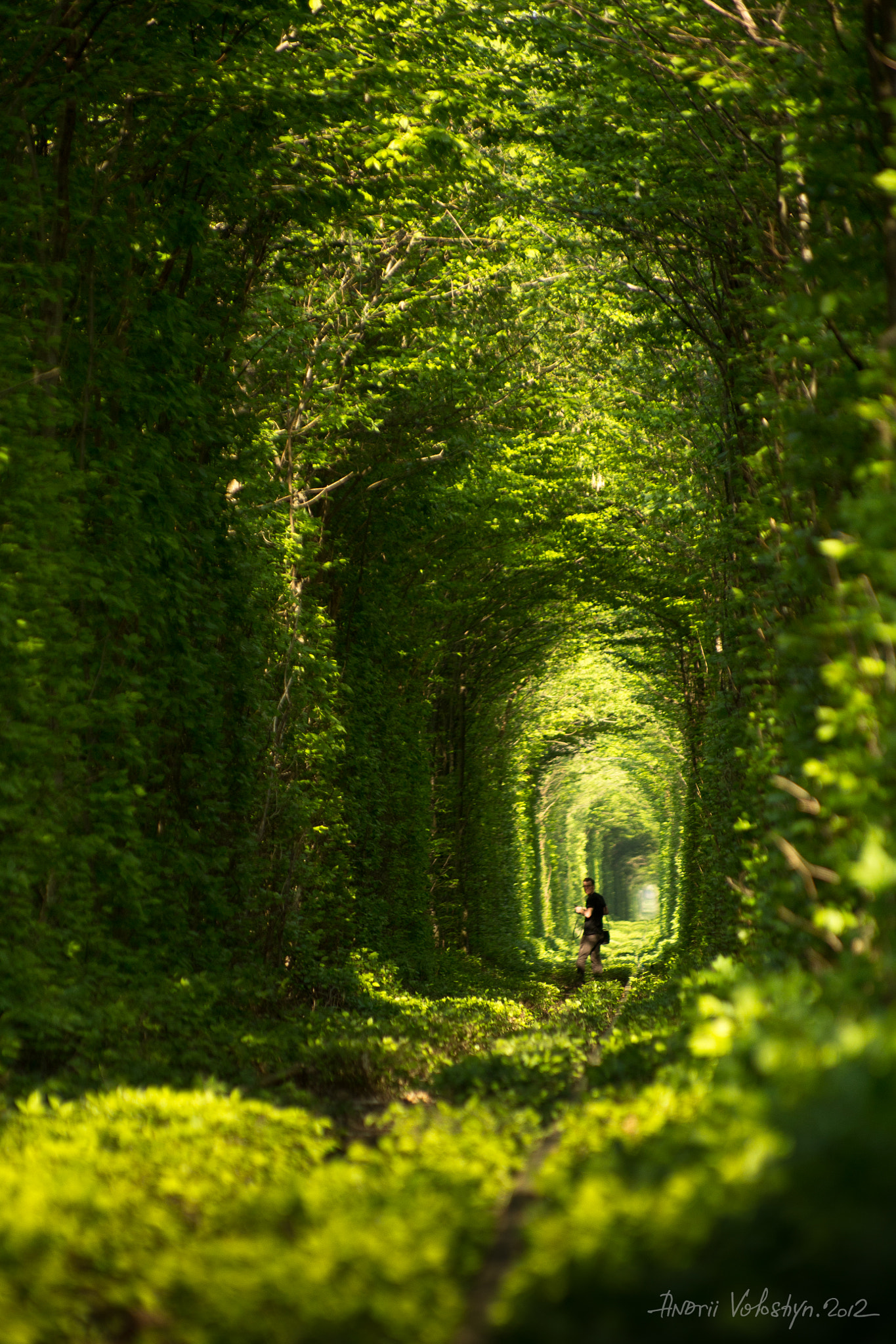 green natural tunnel by Andrii Voloshyn - Photo 7379815 / 500px green natural tunnel by Andrii Voloshyn - Photo 7379815 / 500px