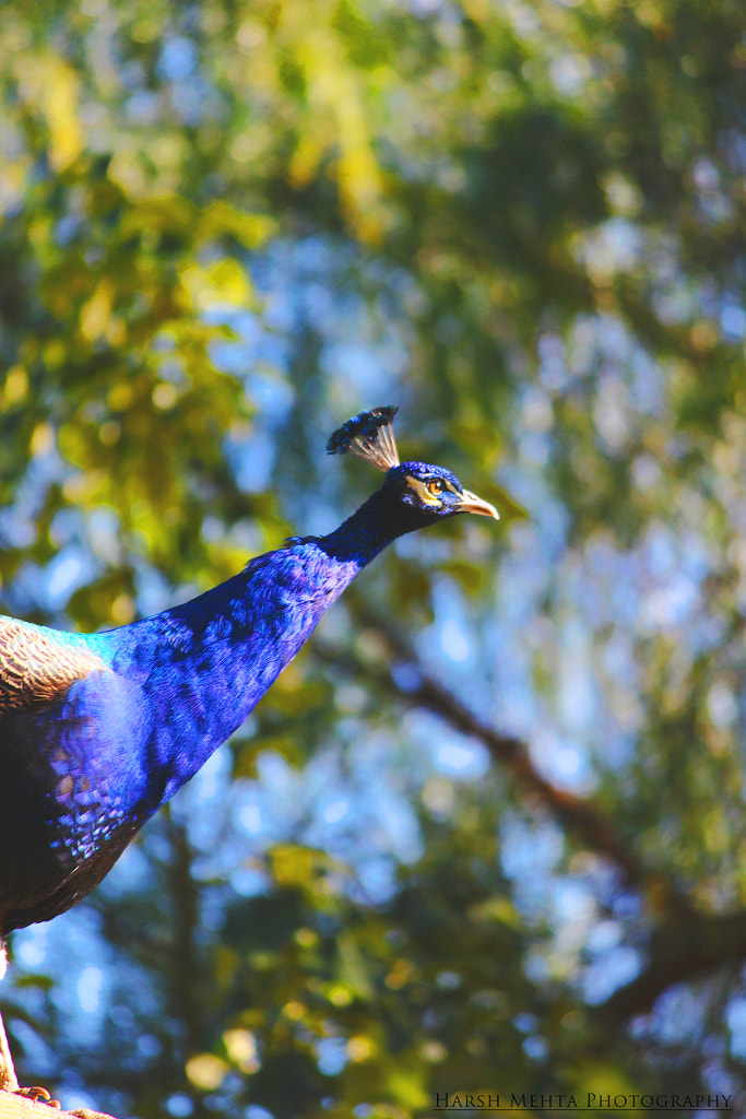 Peacock - A True Beauty by Harsh Mehta | 500px