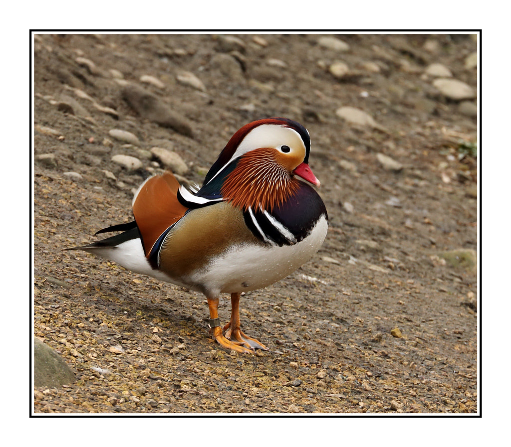 Mandarin Duck by Mike Smith / 500px