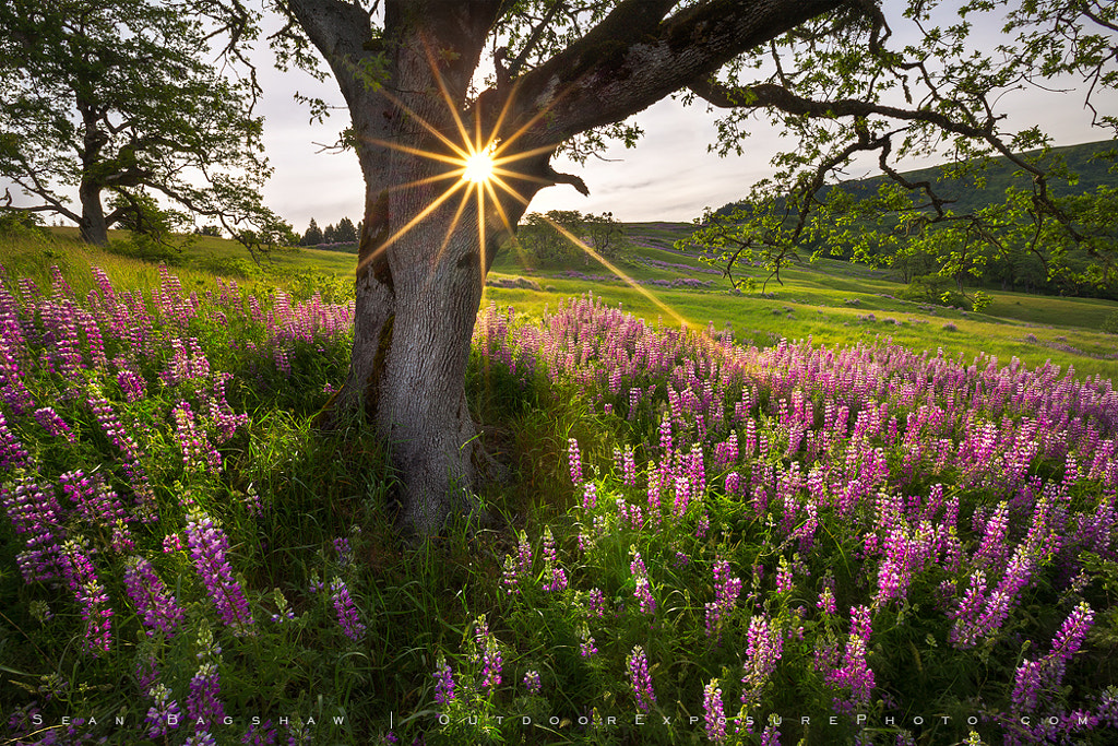 Beautiful Light by Sean Bagshaw / 500px