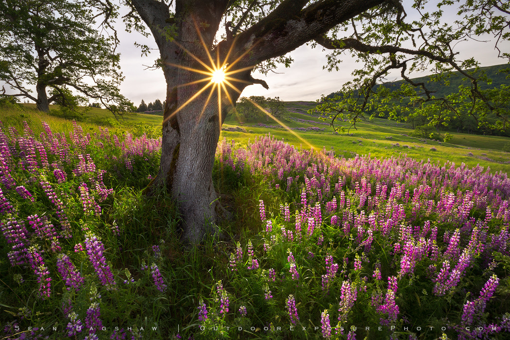 Beautiful Light by Sean Bagshaw / 500px