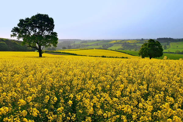 Yellow fields by John Purchase | 500px