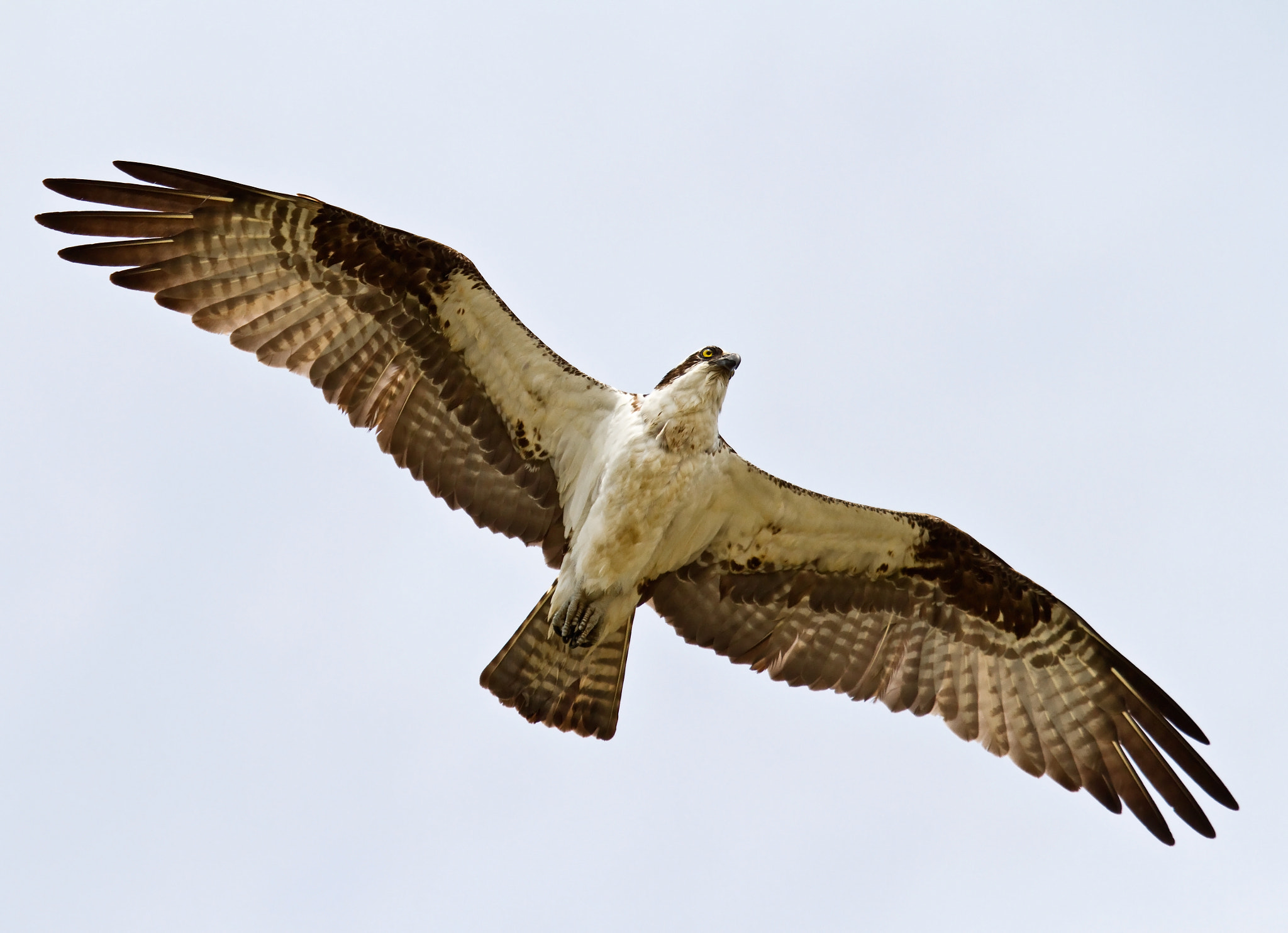 Osprey, Wings Spread by Lorraine Hudgins - Photo 7396968 / 500px