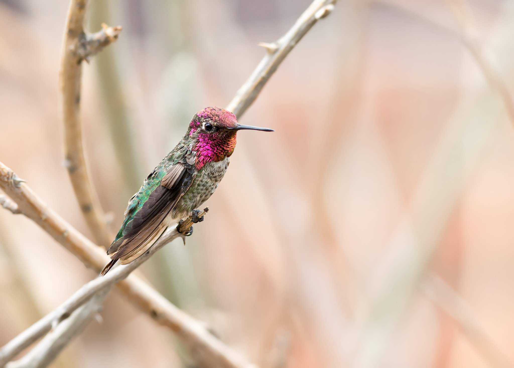 anna's hummingbird by danny hancock / 500px