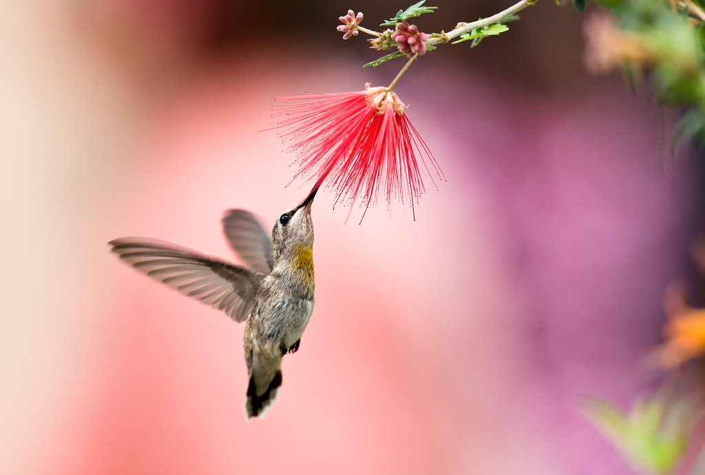 female hummingbird with pollen by danny hancock / 500px