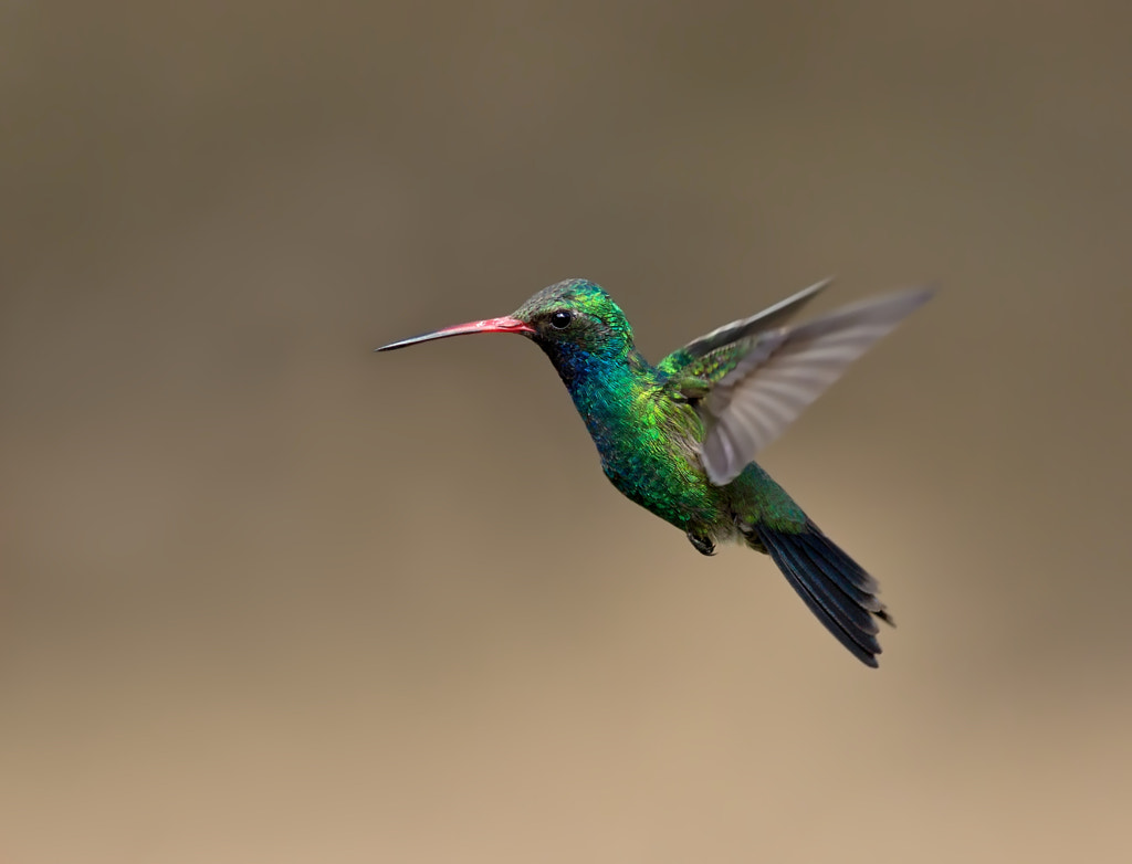 male broad billed in flight by danny hancock / 500px