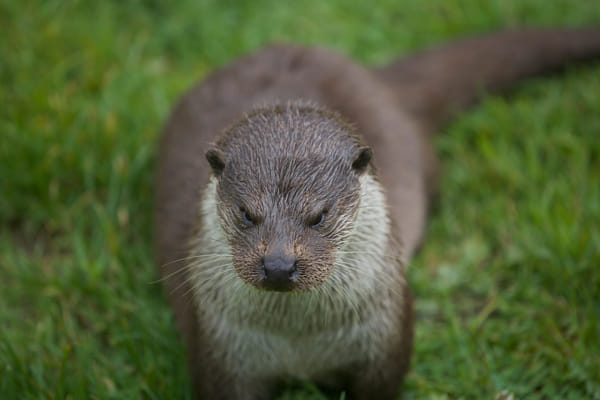 Grumpy Otter by Gerwyn Davies | 500px