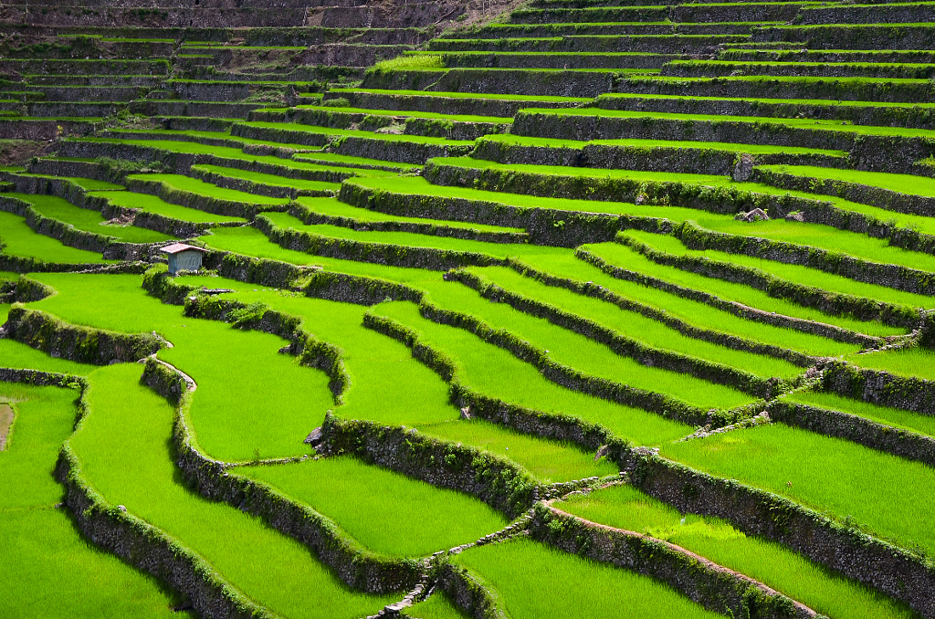 Stairway to Heaven -- Batad Rice Terraces, Philippines by Emilio III ...