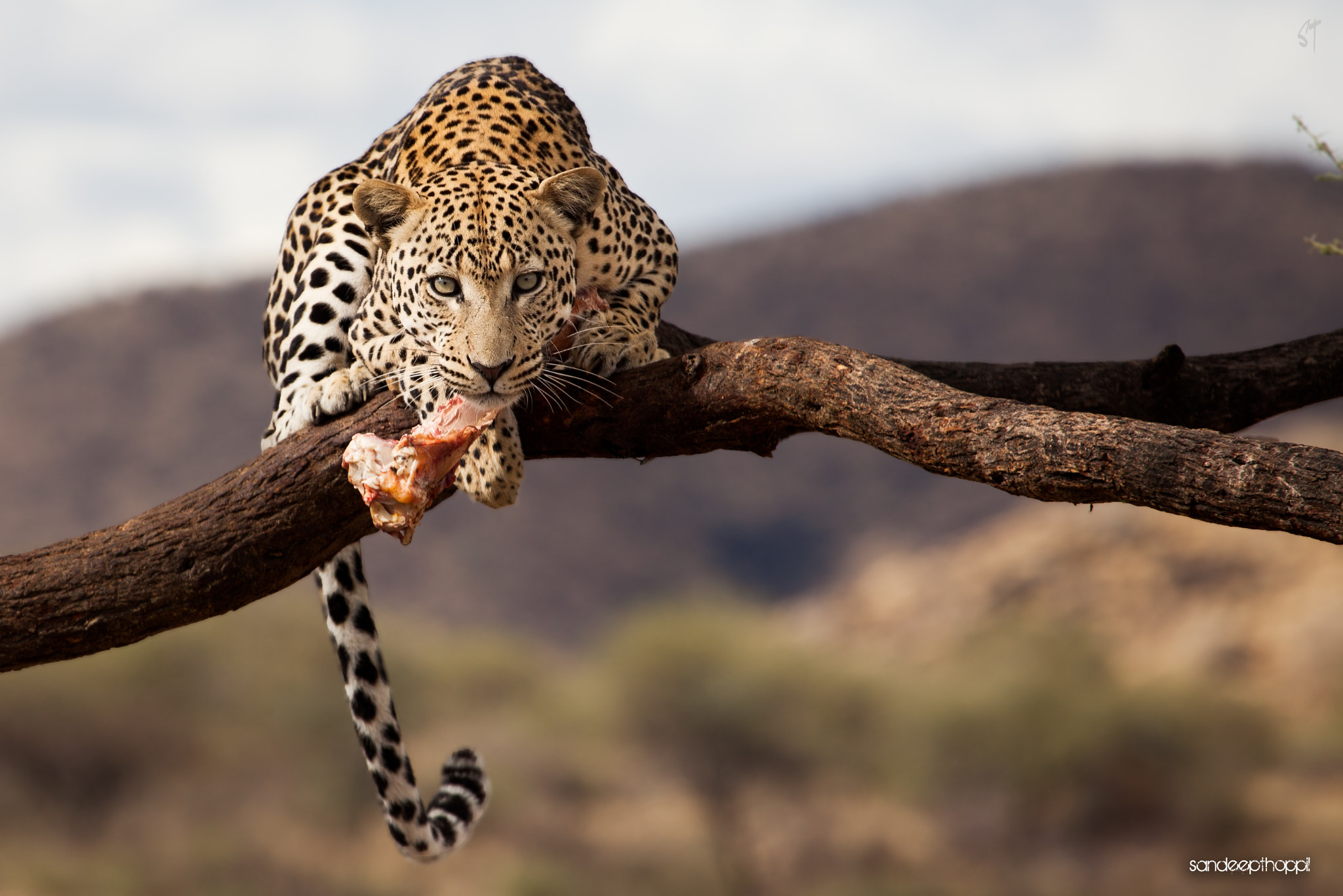 Lone hunter by Sandeep Thoppil / 500px