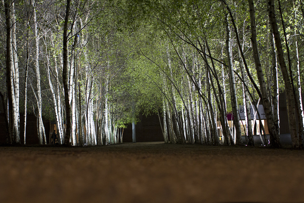 Silver Birch outside the Tate Modern by Rich Tinsley / 500px