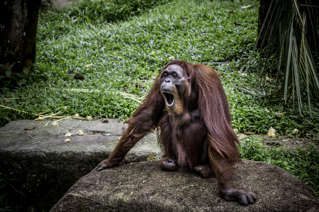 Monkey yawn by Balaji Shanmugam / 500px