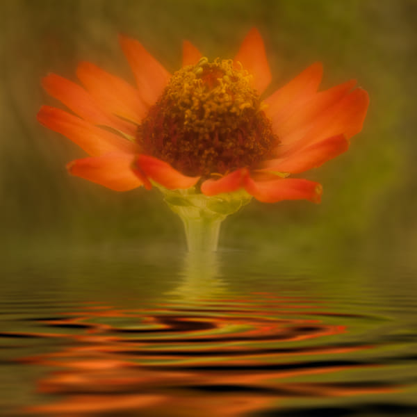 ORANGE RED WILDFLOWER REFLECTION OVER GREEN SOFT-FOCUS PHOTO WITH ...