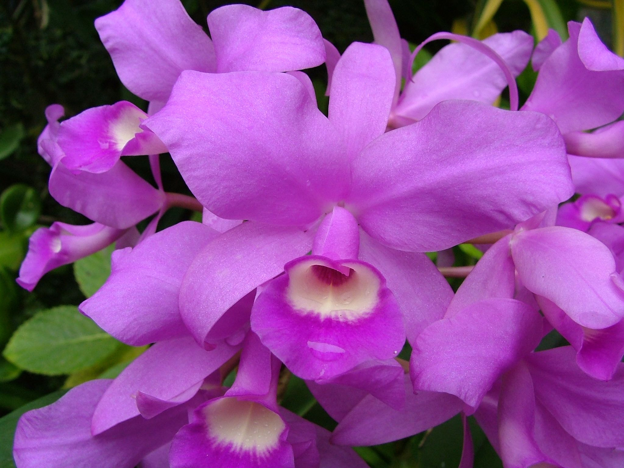 Guaria morada by JOSE ORTIZ / 500px