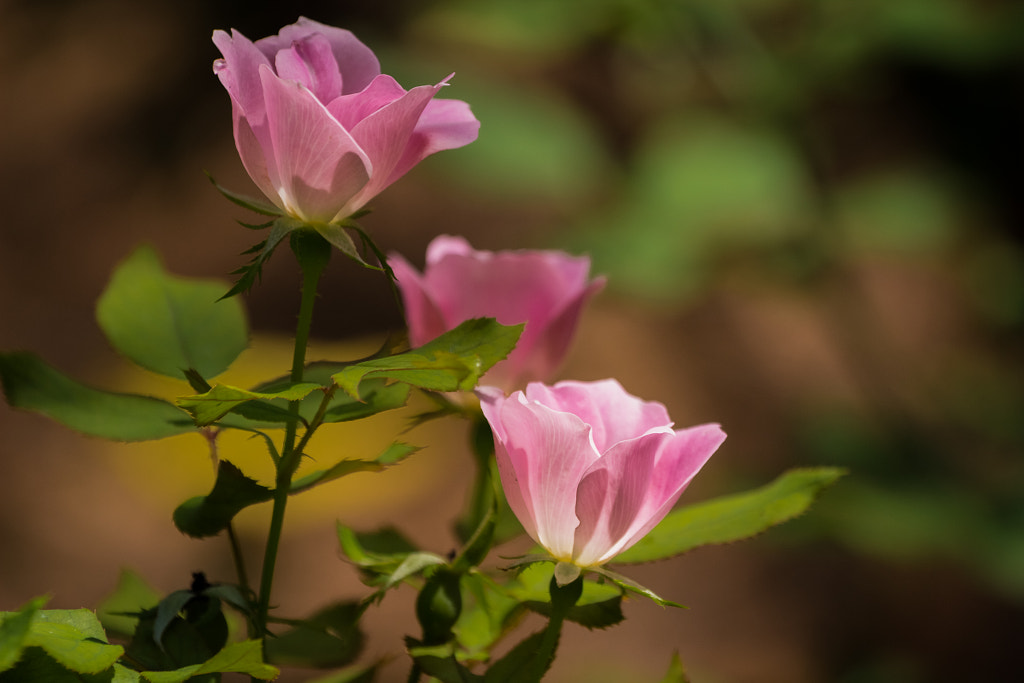 Rose Magic by FMJ Photography / 500px