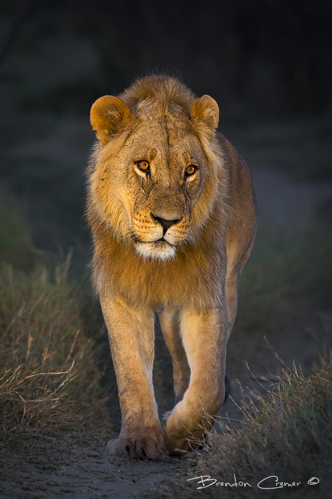 Lion by Brendon Cremer / 500px