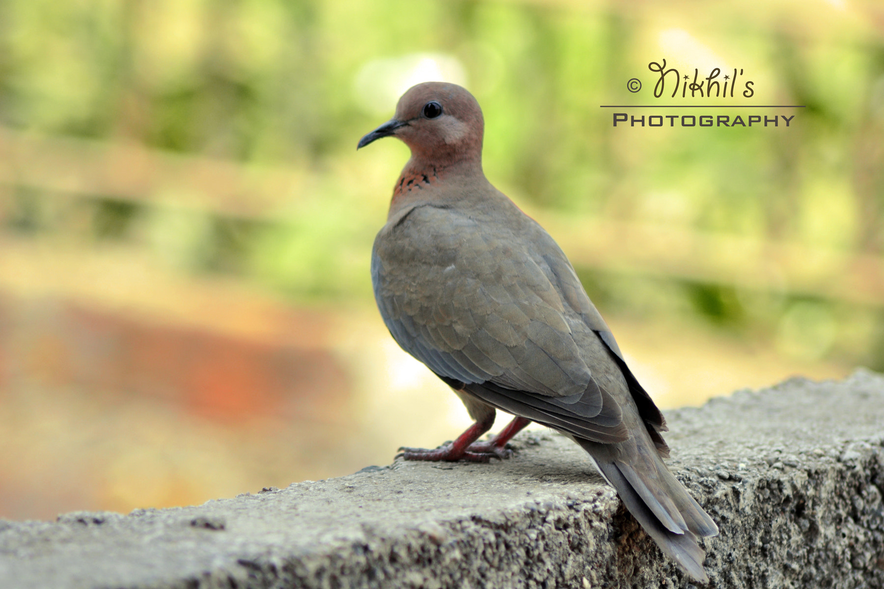 kabutar bird by Nikhil Khode / 500px