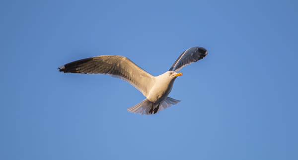 seagull by David Williams | 500px