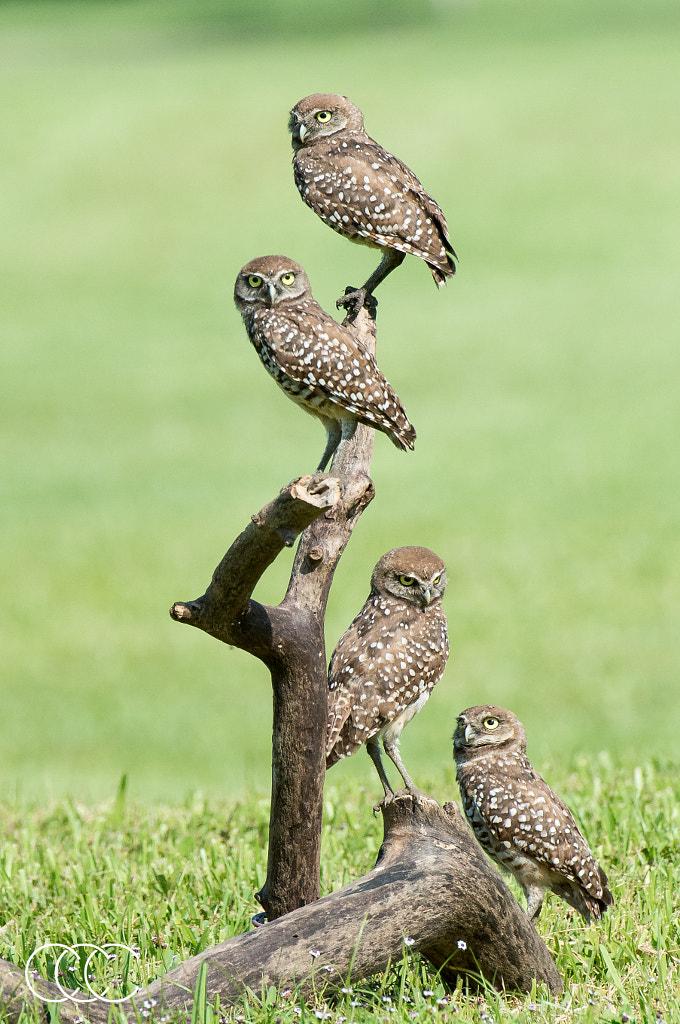 Tower of Owls by Carlos Carreño / 500px