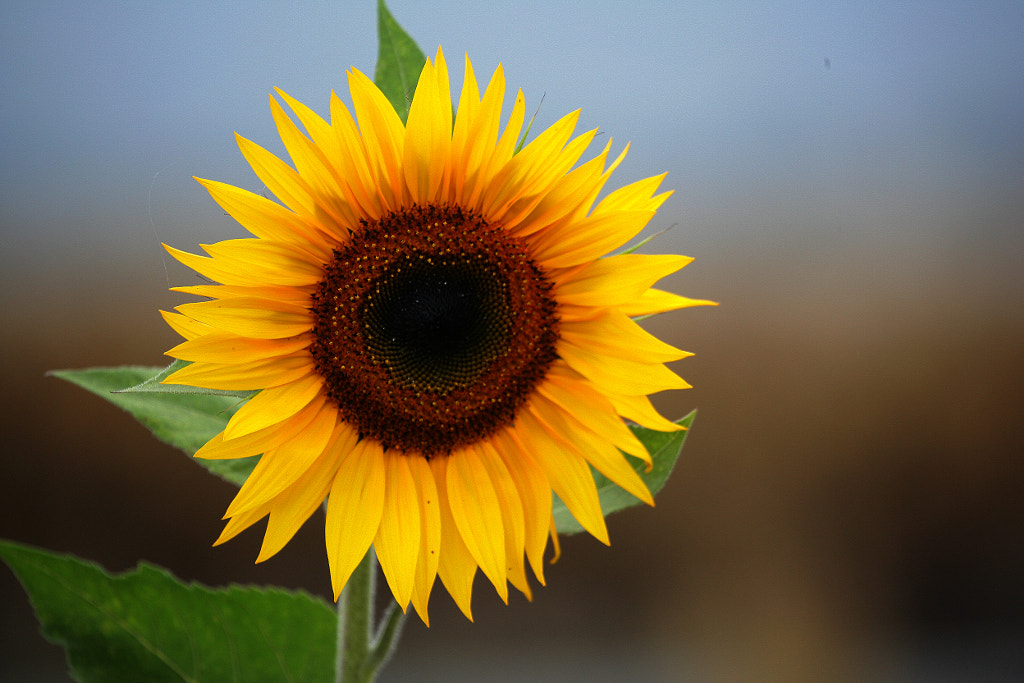 Sun flower by Cristobal Garciaferro / 500px