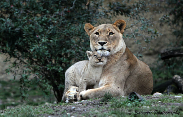 Baby Lion with his mother by Sabrina Kammer | 500px