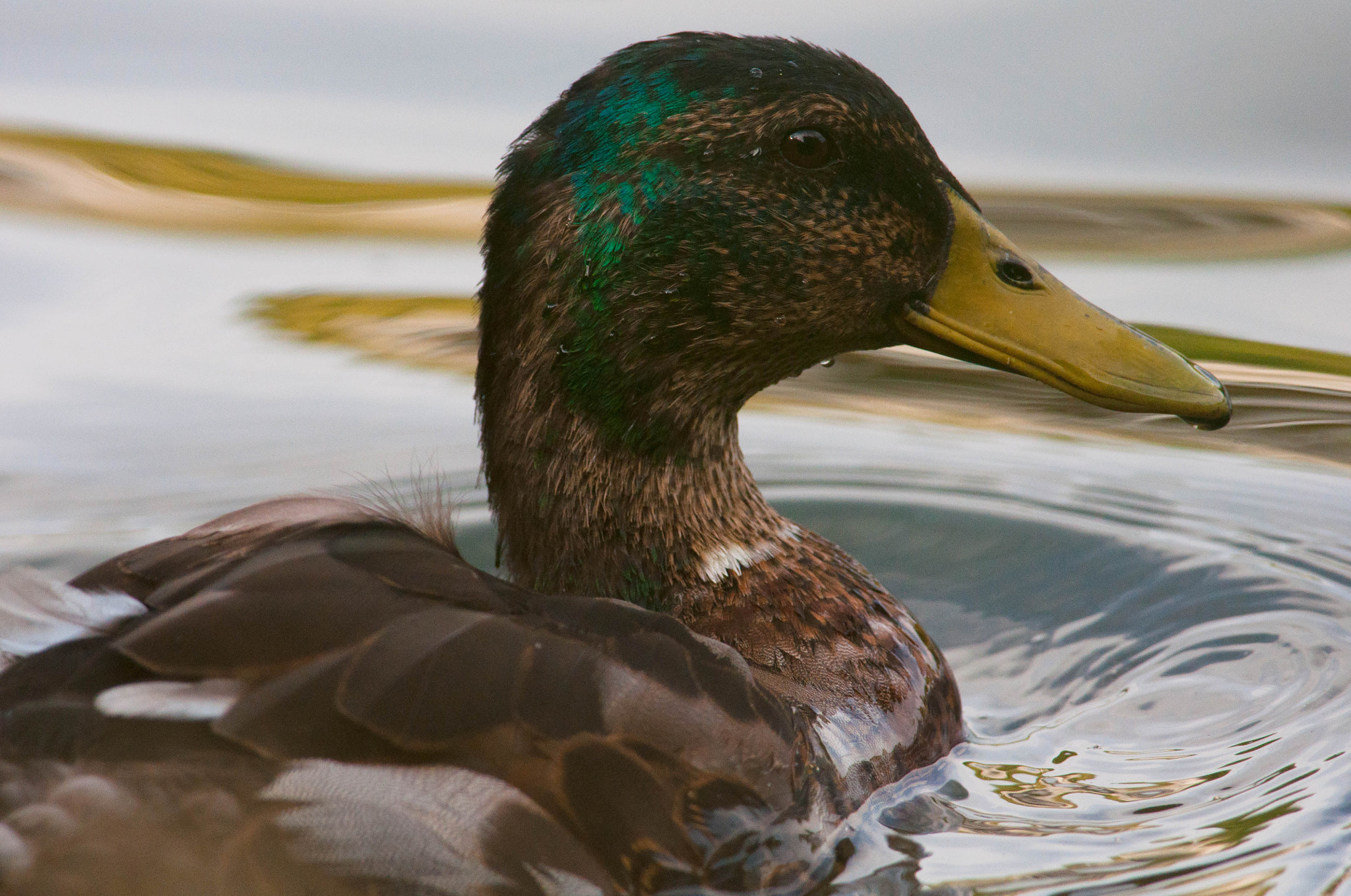 Canne colvert bis by Mélodie de Gaulle / 500px