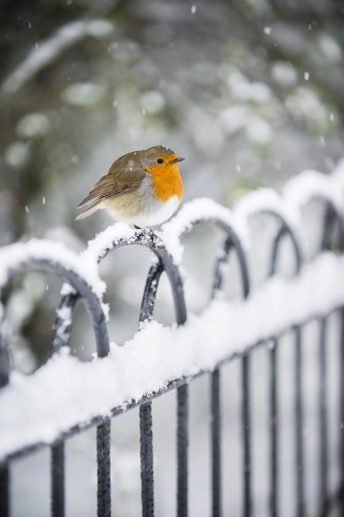 Robin in the Snow by Andy Sidders / 500px