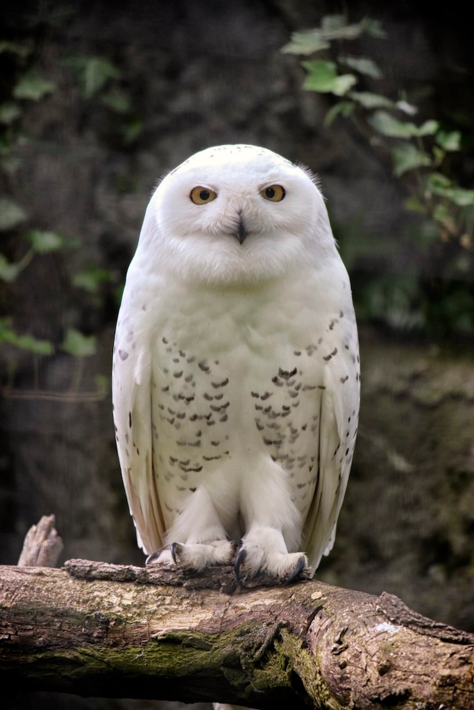 white owl by Rajesh Sharma | 500px