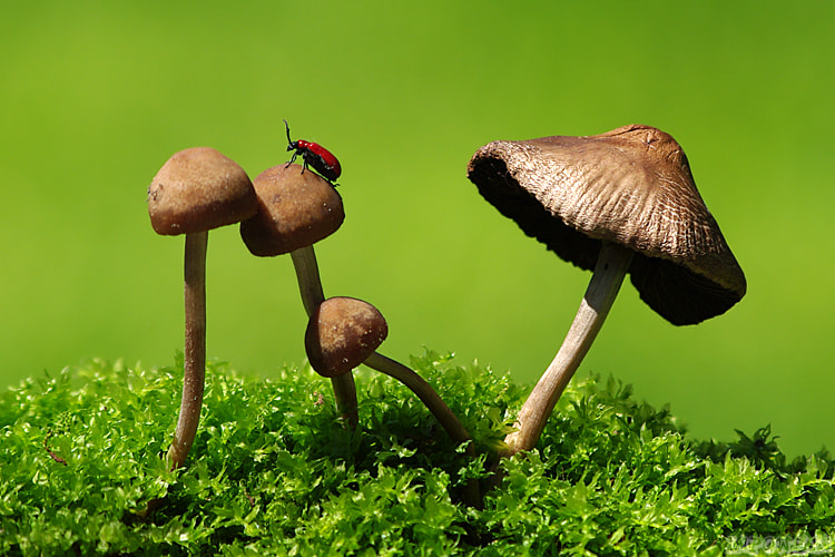 Little Red One by Vie Lipowski / 500px