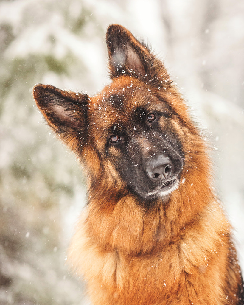 Snow Storm Dogs by Kristin Castenschiold / 500px