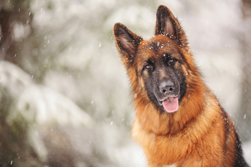 Snow Storm Dogs by Kristin Castenschiold / 500px