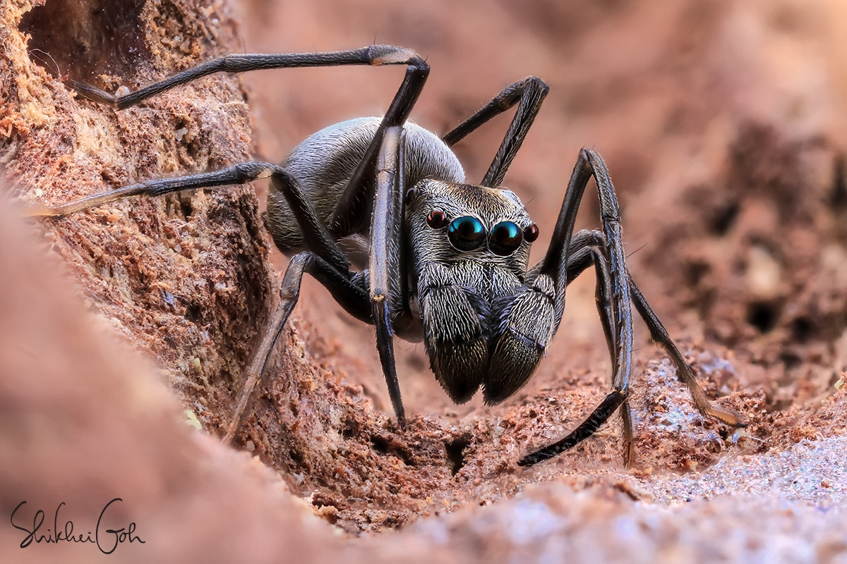 Ant mimic spider by shikhei goh / 500px