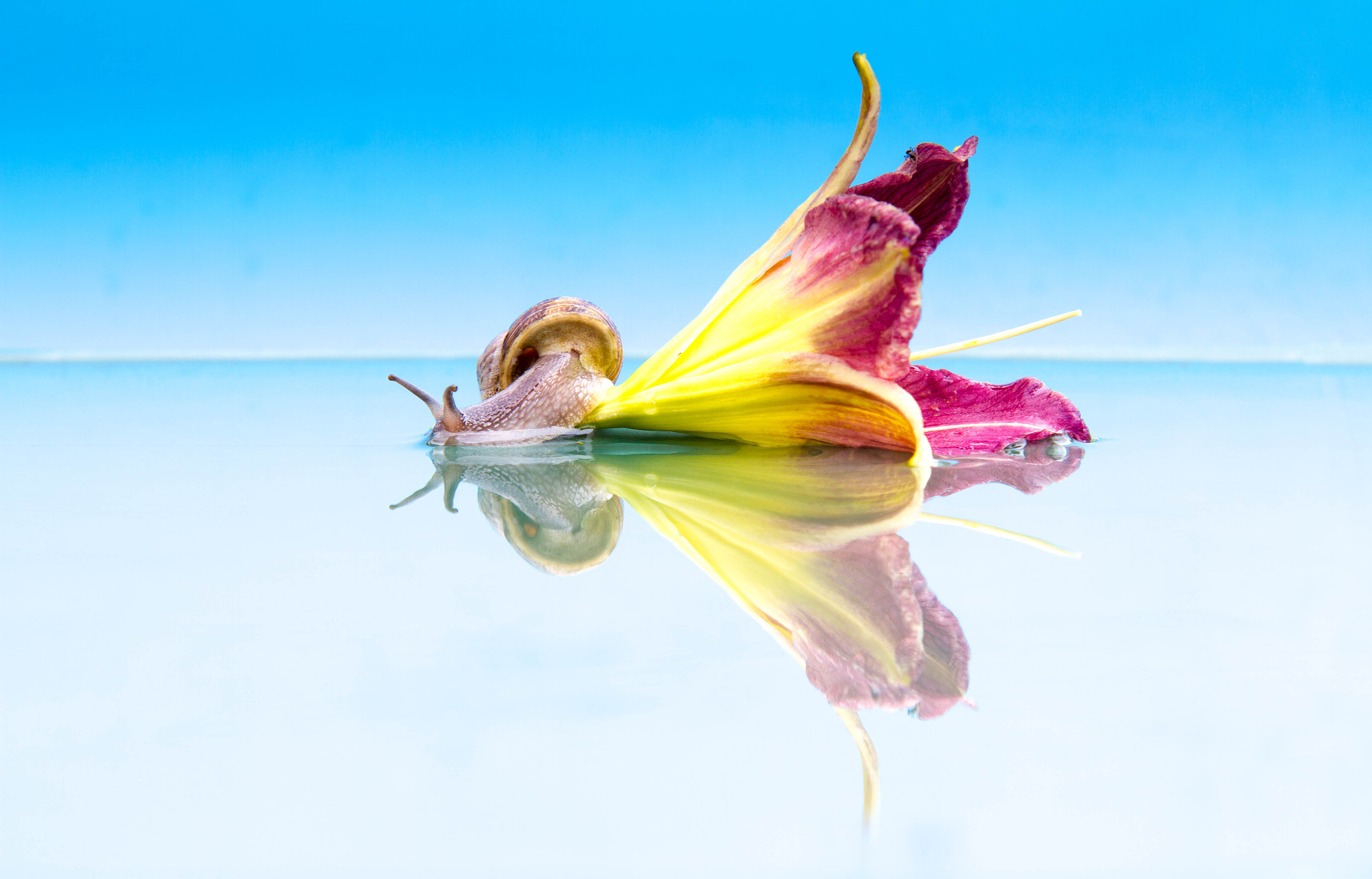 flower snail by asencio eric / 500px