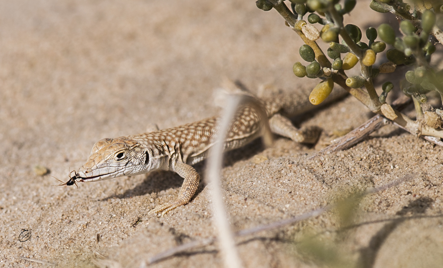 Kuwait Lizards eating ants by Burhama - Photo 76310937 / 500px