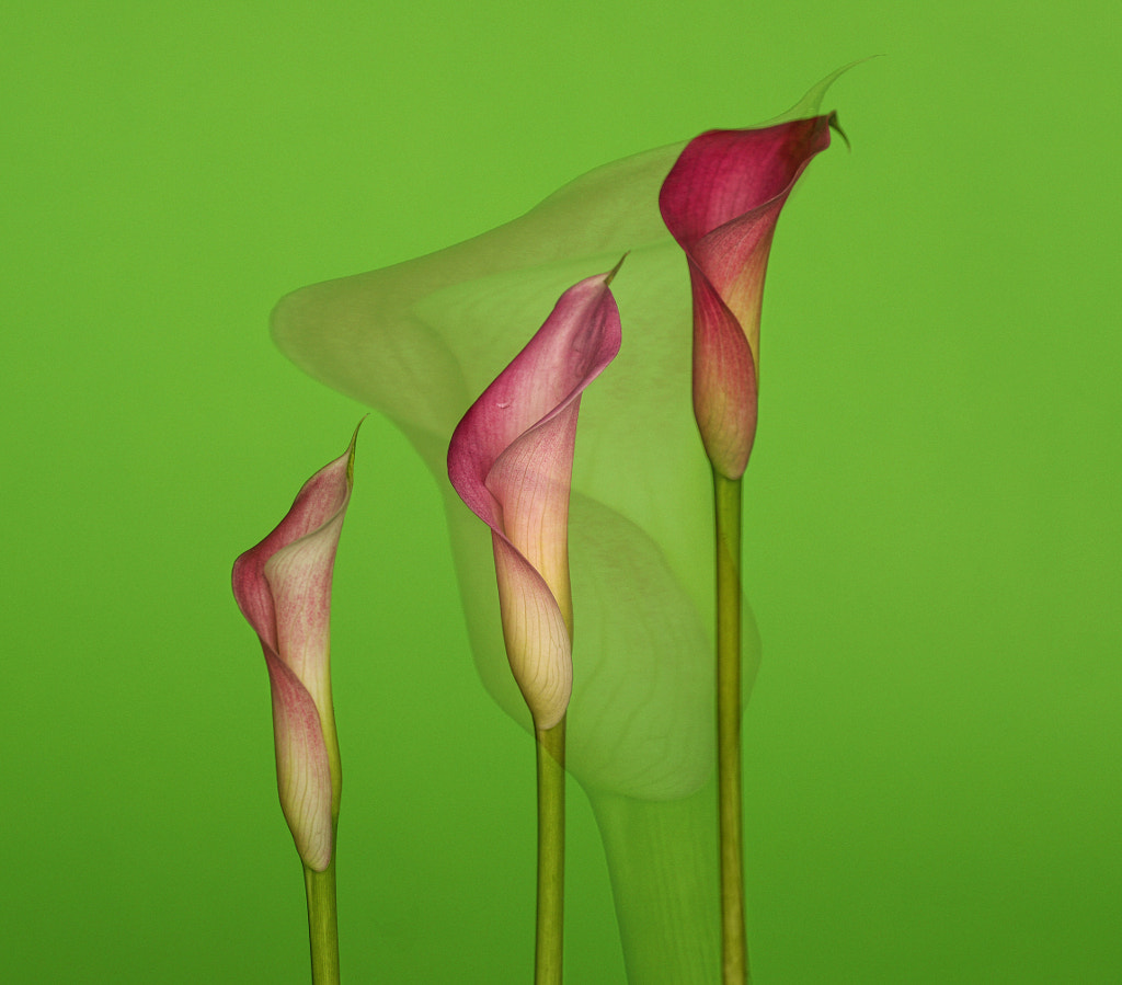 Three Pink Calla Lilies by Philip Opdebeeck | 500px