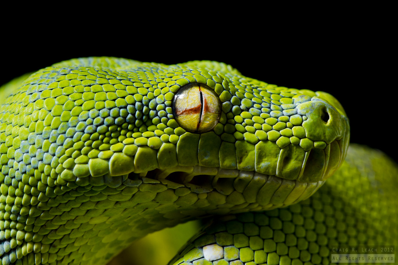 Meruake Locale Green Tree Python Head Detail by Craig Leach / 500px