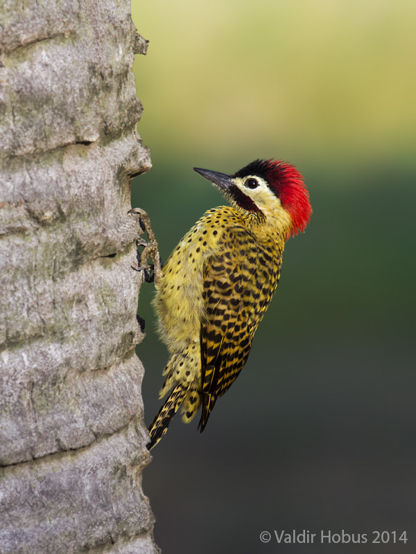 Green-barred Woodpecker (Colaptes melanochloros) - Pica-pau-verde ...