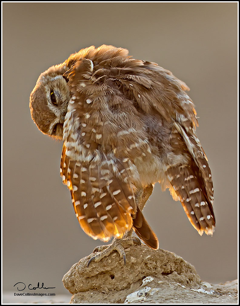 Owl Fluff by Dave Collins | 500px