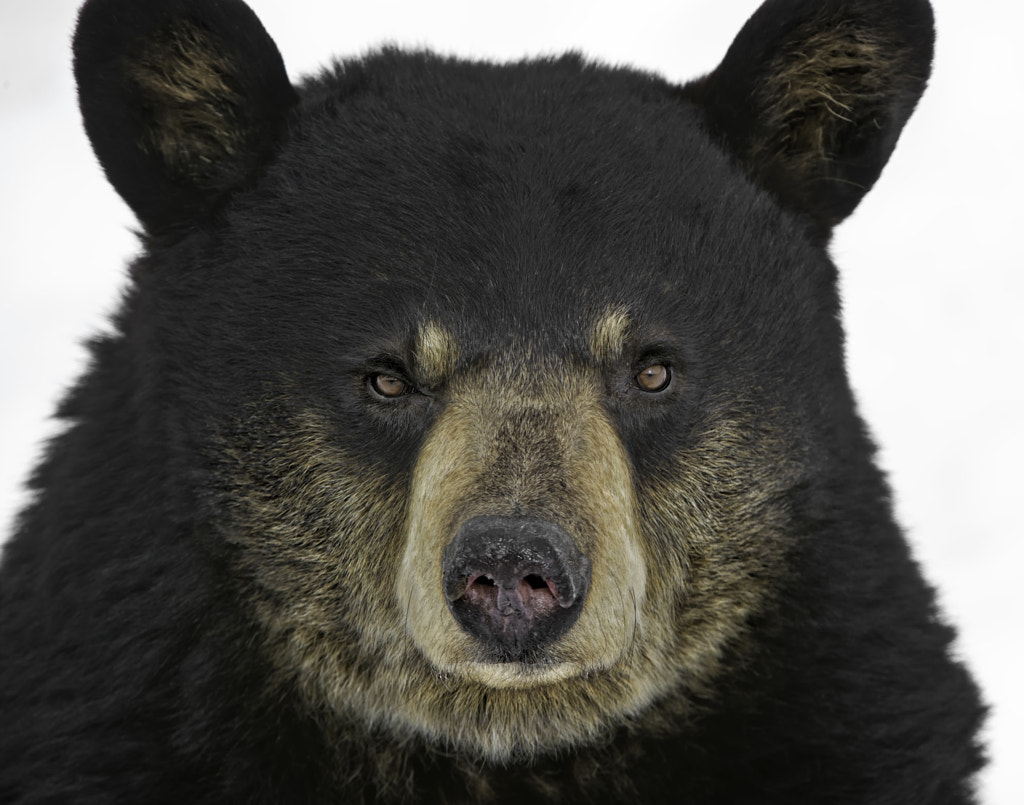 Bear by Daniel Parent | 500px