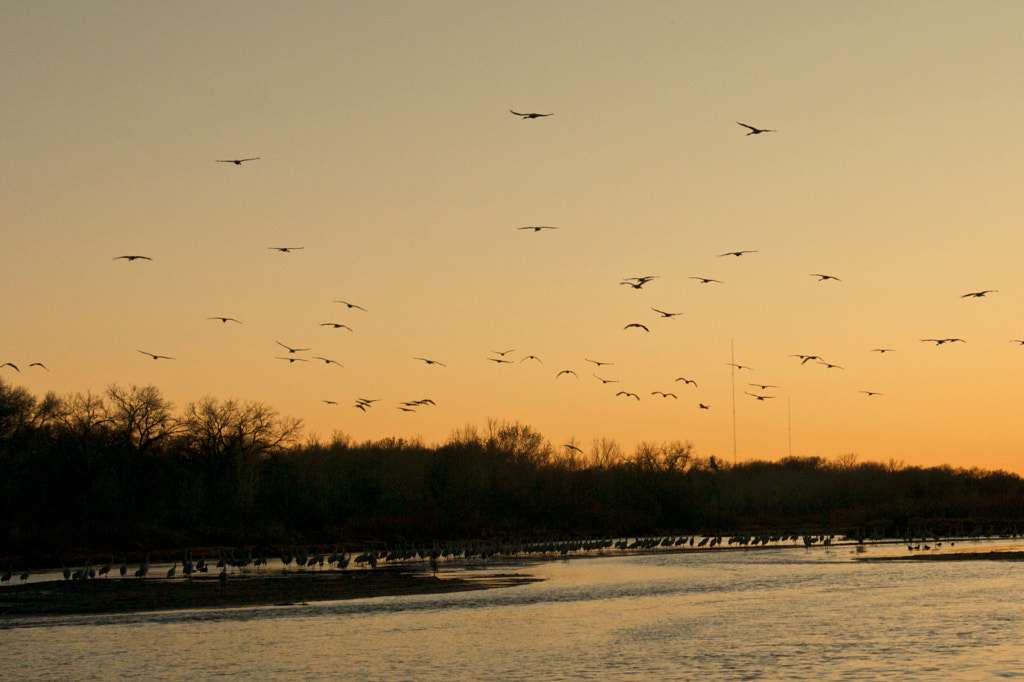 The Flock by Micah Hawk-Lowenstein / 500px