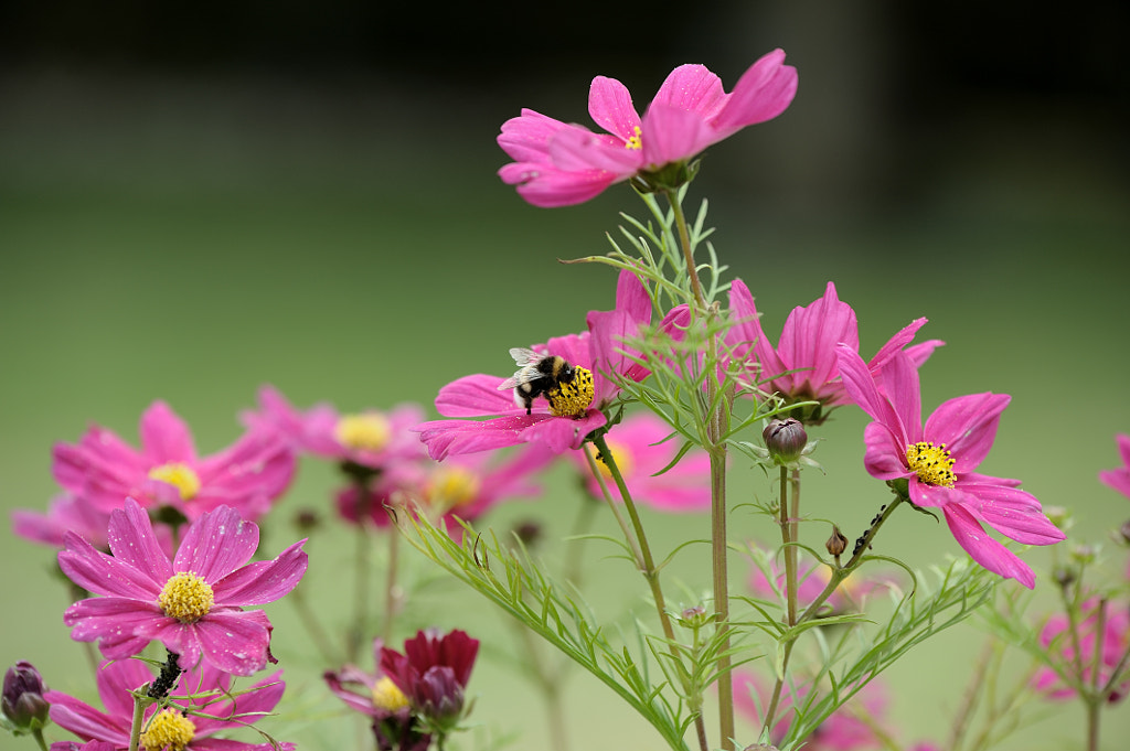 Blumen by Thomas Hueser / 500px