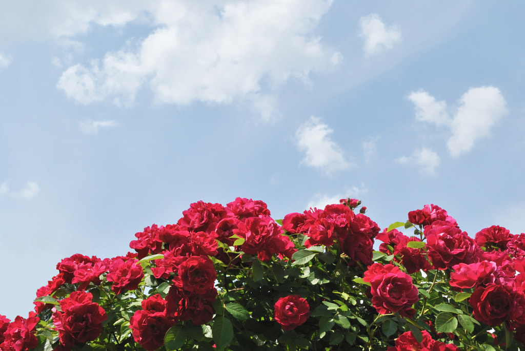 The red flowers of rose against light blue sky by Igor Traven / 500px