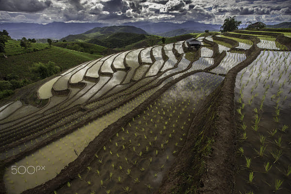 Stairs rice by Chonlatid Photo | 500px