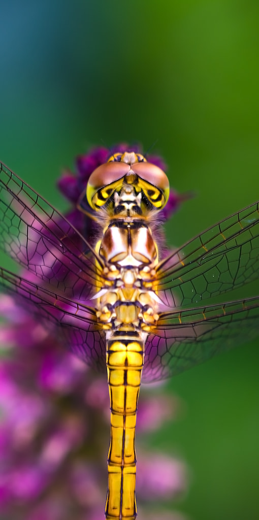 Odonata by Tine Teeuw / 500px